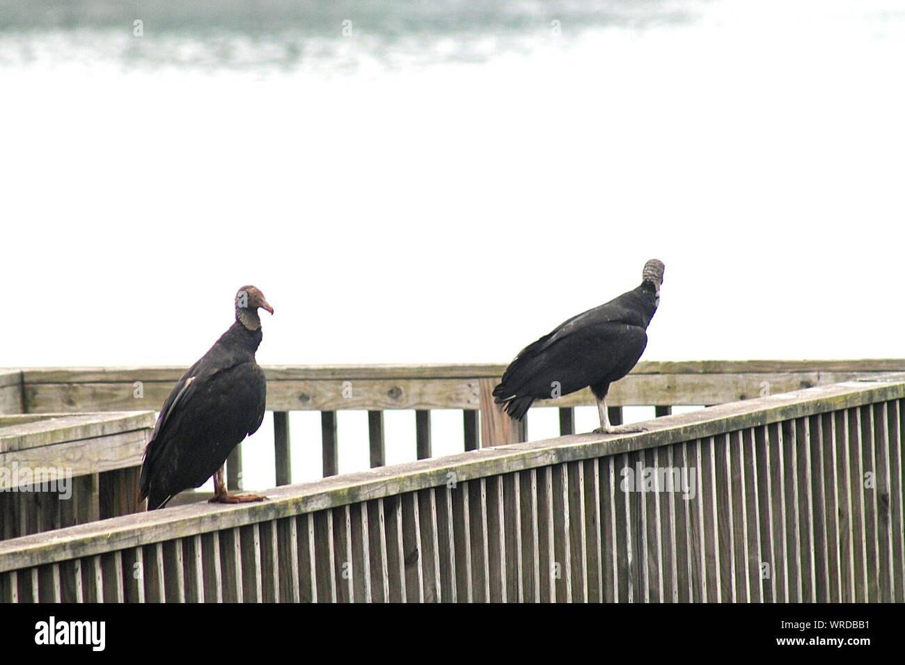 Birds of prey perching hi-res stock photography and images - Alamy