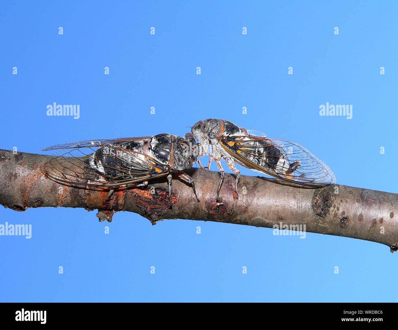 Blue insects hi-res stock photography and images - Alamy