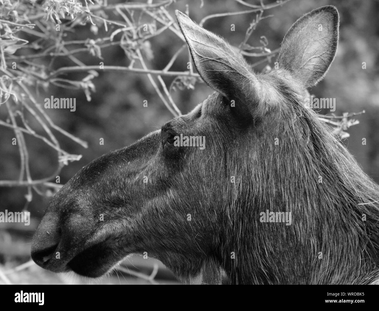 Moose close up profile view hi-res stock photography and images - Alamy