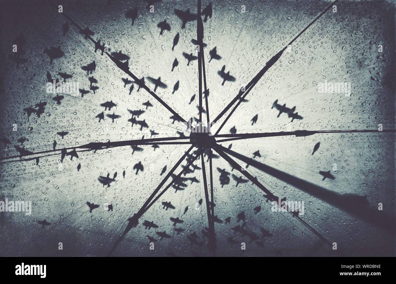Umbrella Birds High Resolution Stock Photography and Images - Alamy