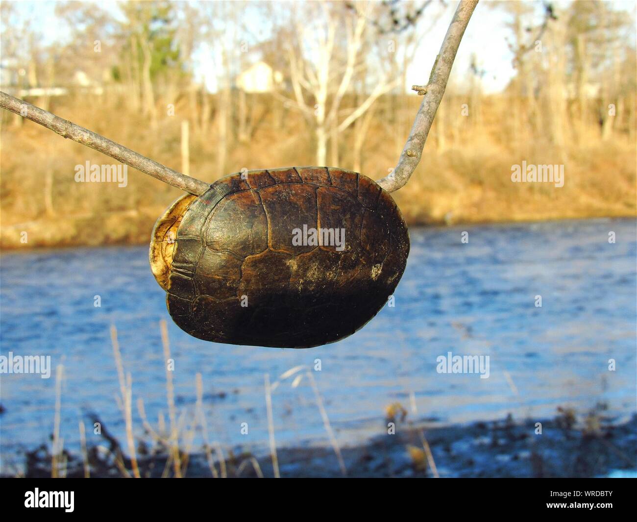 Turtle shell close up hi-res stock photography and images - Alamy
