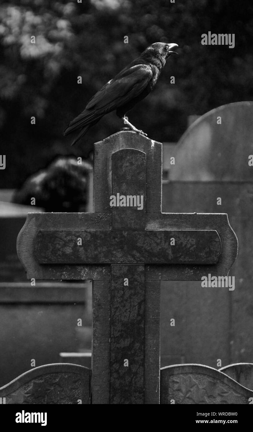 Bird on grave hi-res stock photography and images - Alamy