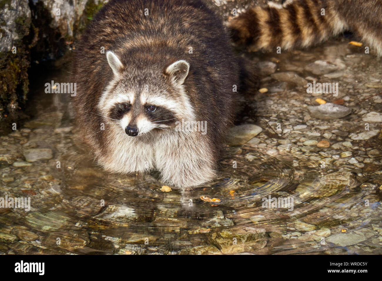 Raccoon with beautiful facial mask walking through a creek and standing ...