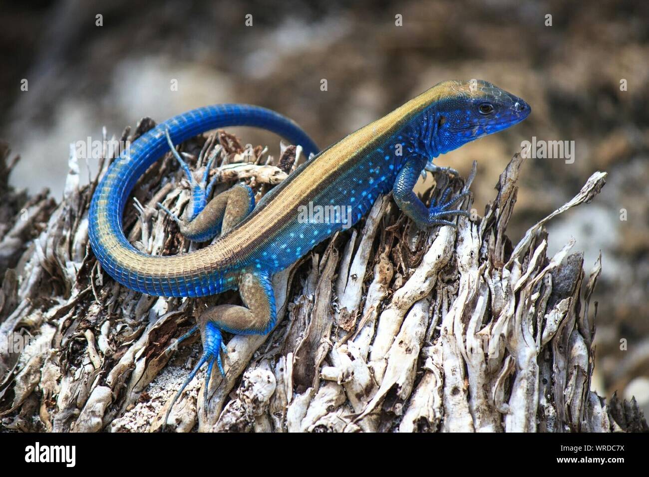 Blue lizard hi-res stock photography and images - Alamy