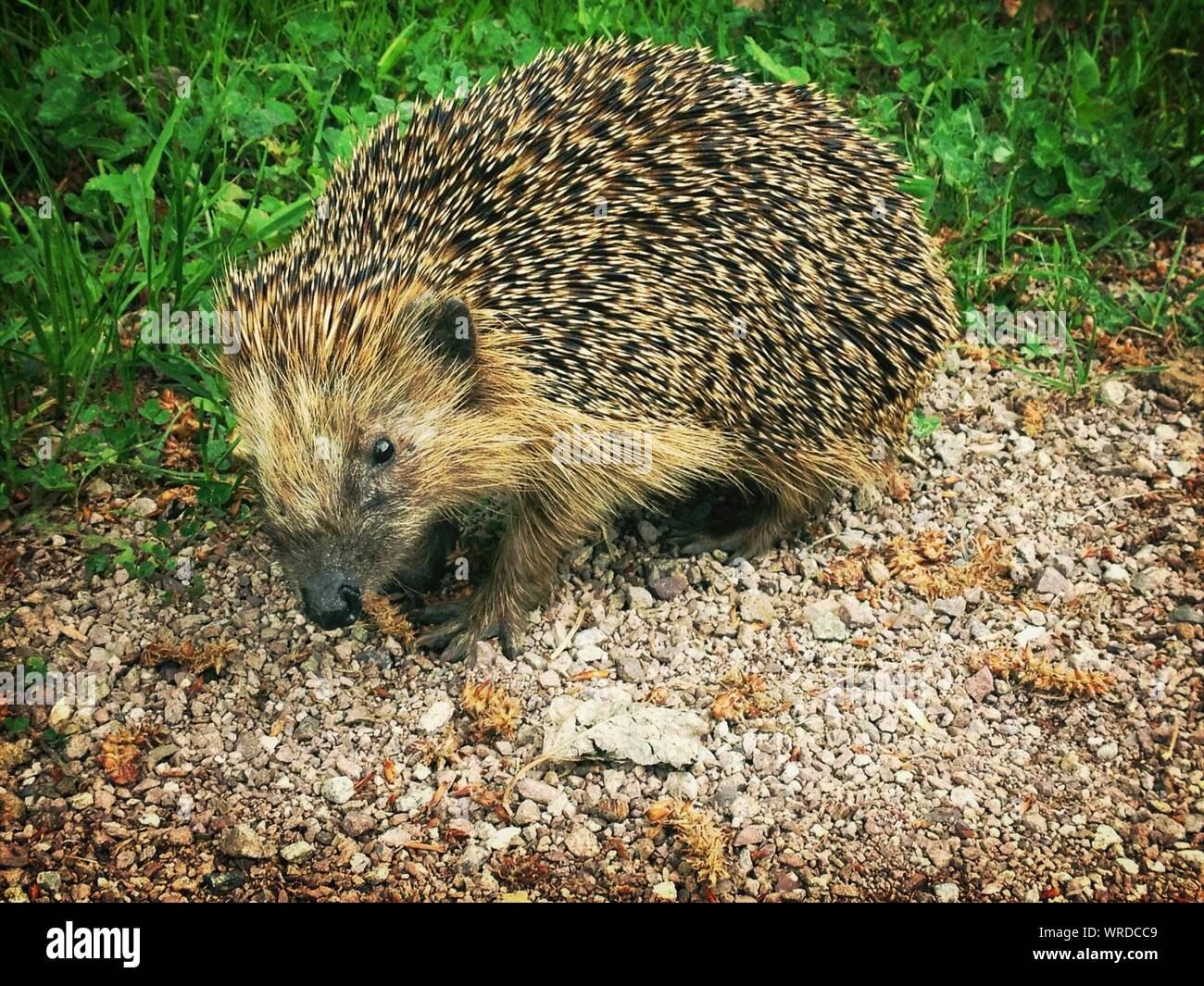 Porcupine Eating High Resolution Stock Photography and Images - Alamy