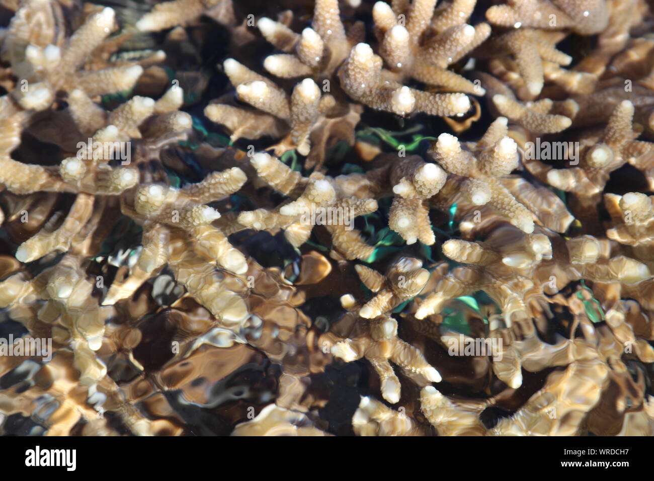 Lady elliot island eco resort hi-res stock photography and images - Alamy