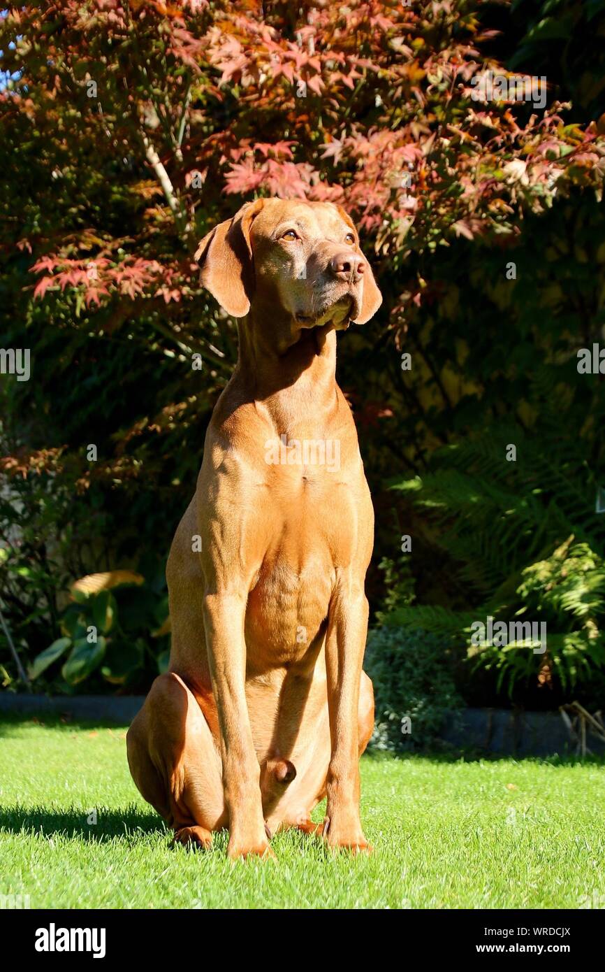 Brown vizsla hi-res stock photography and images - Alamy