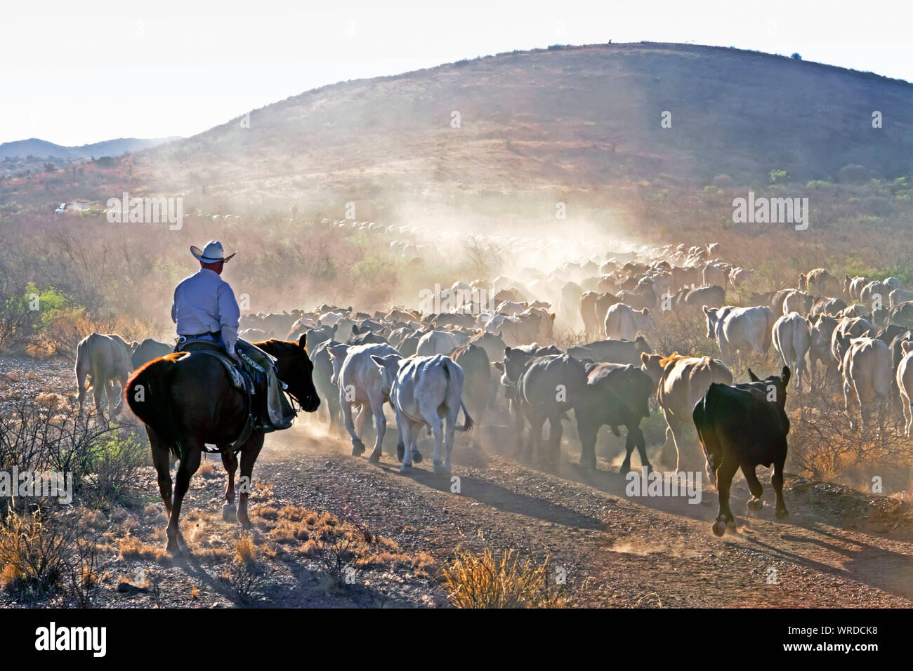 Cowboy driving cattle towards the shipping pen in early morning on a ...
