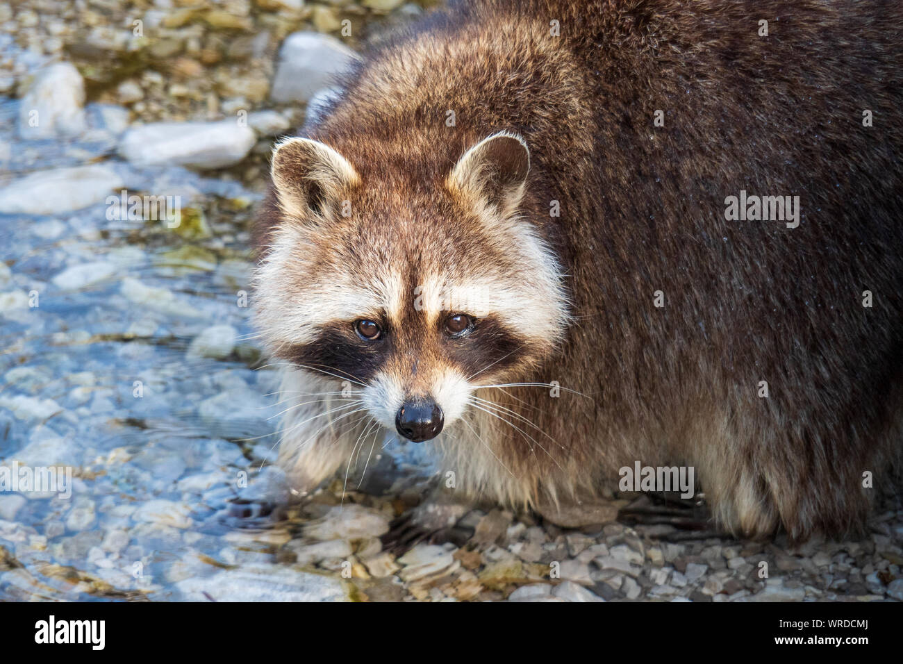 Facial mask pattern hi-res stock photography and images - Alamy