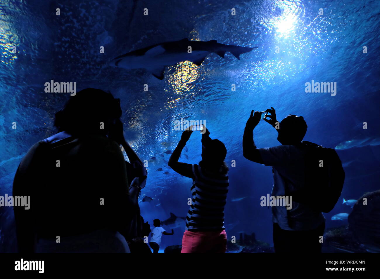 Visitors looking fishes at the aquarium Stock Photo - Alamy