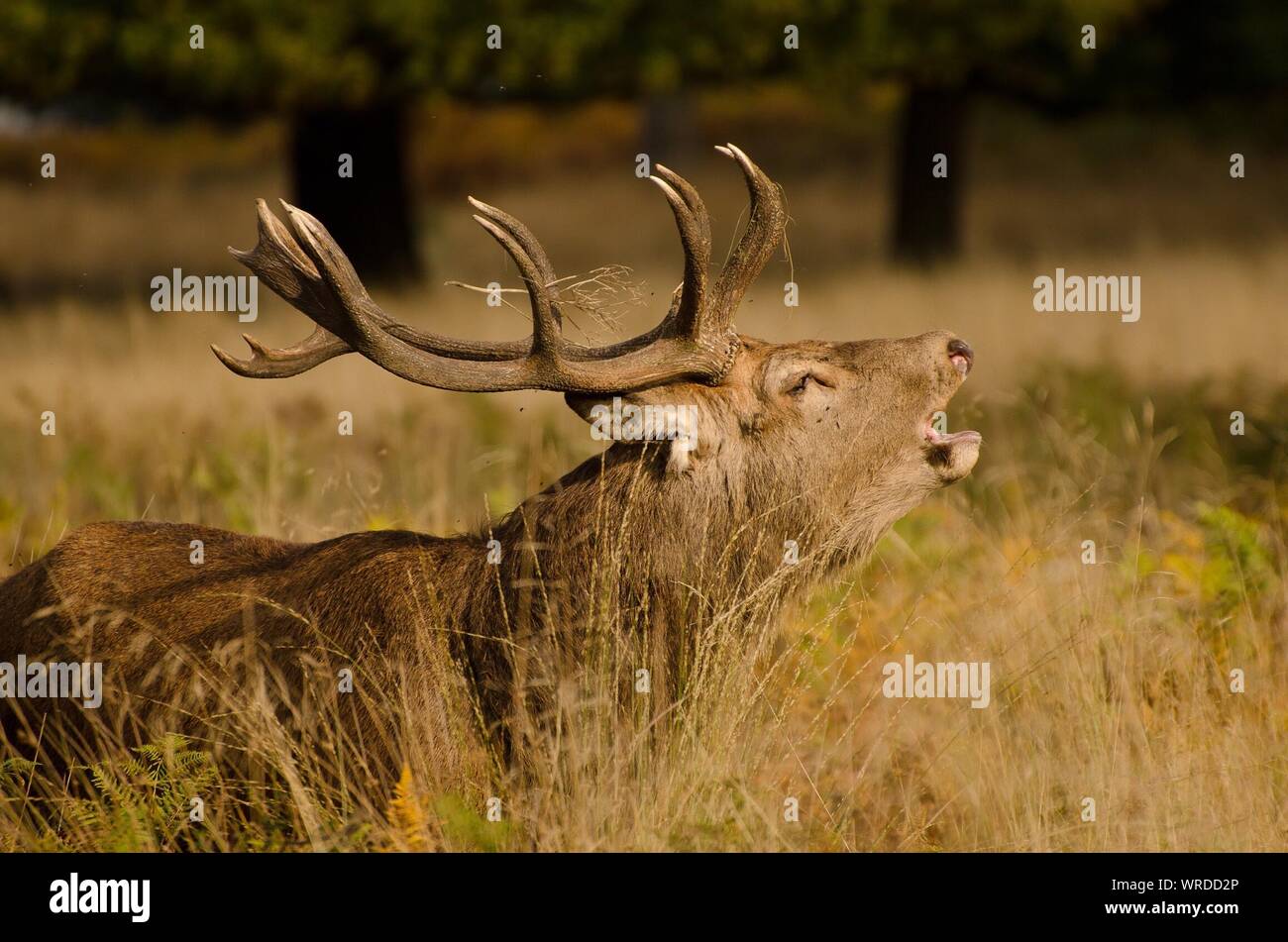 Roaring stag hi-res stock photography and images - Alamy