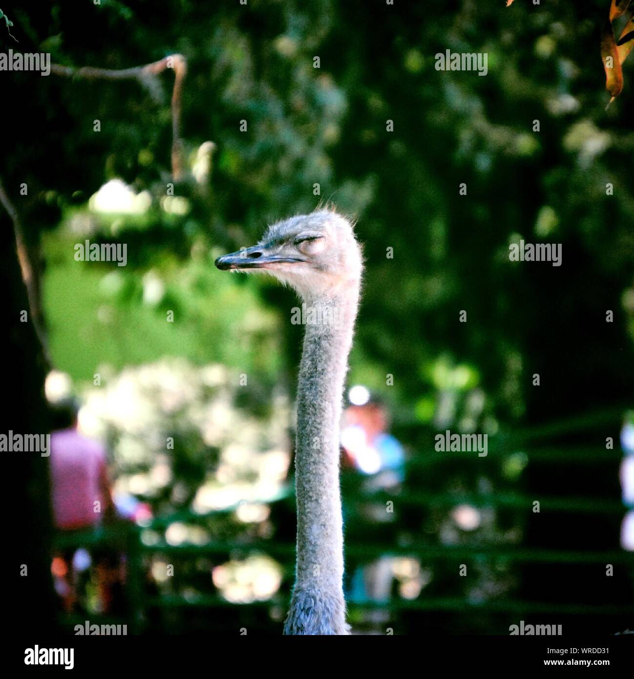 Bird with closed eye hi-res stock photography and images - Alamy