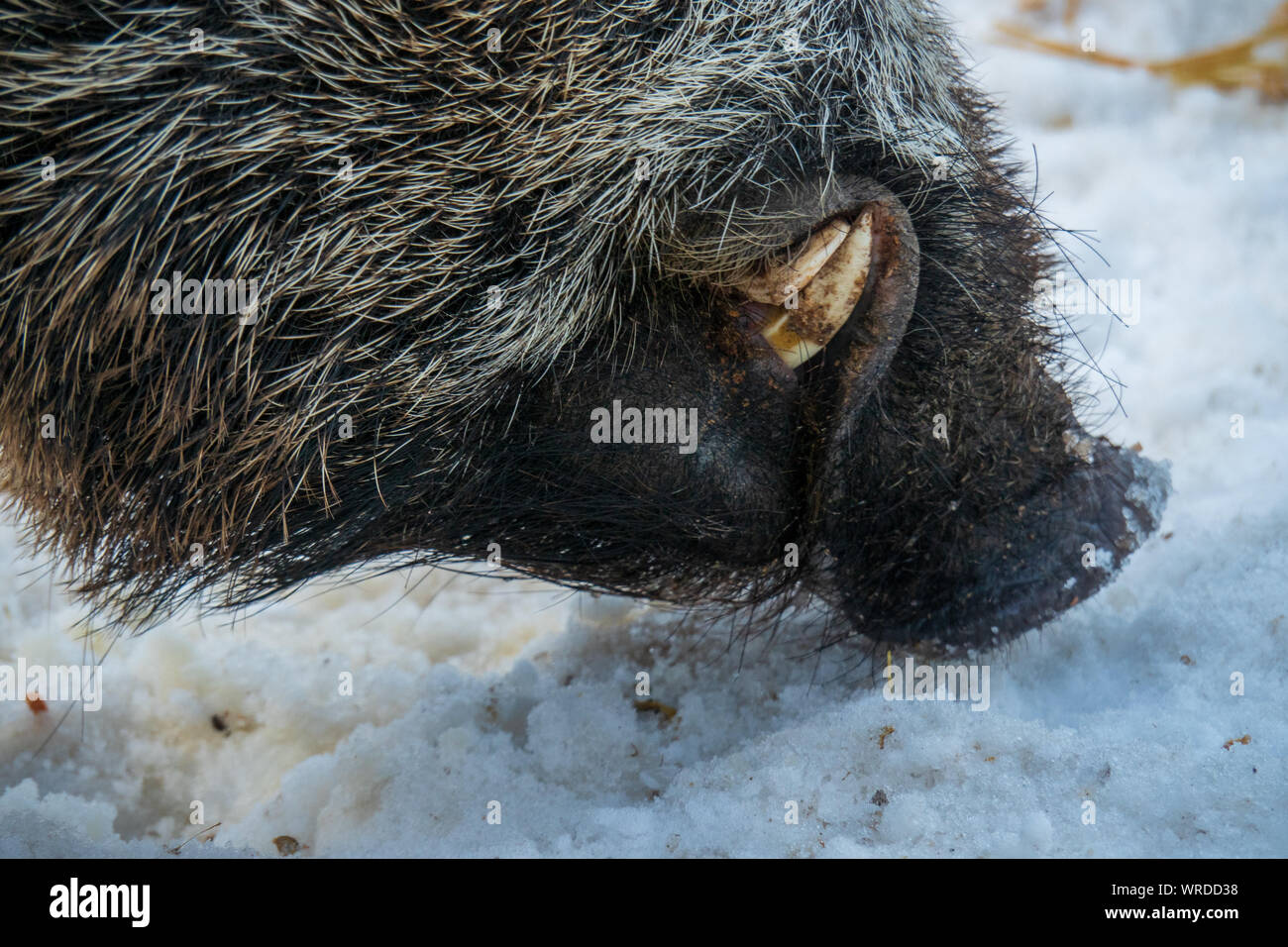 Canine tooth hi-res stock photography and images - Alamy