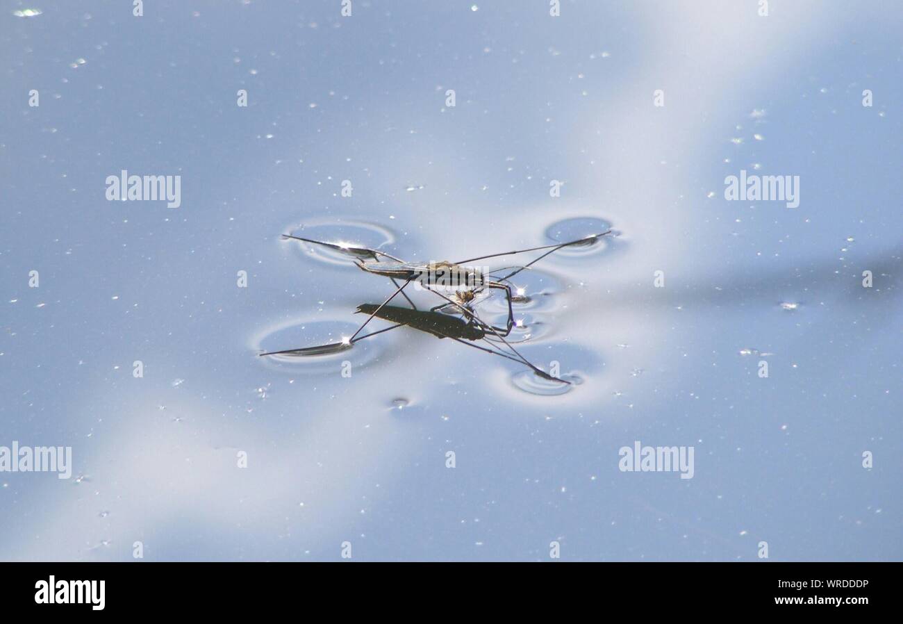 Pond Insect High Resolution Stock Photography and Images - Alamy