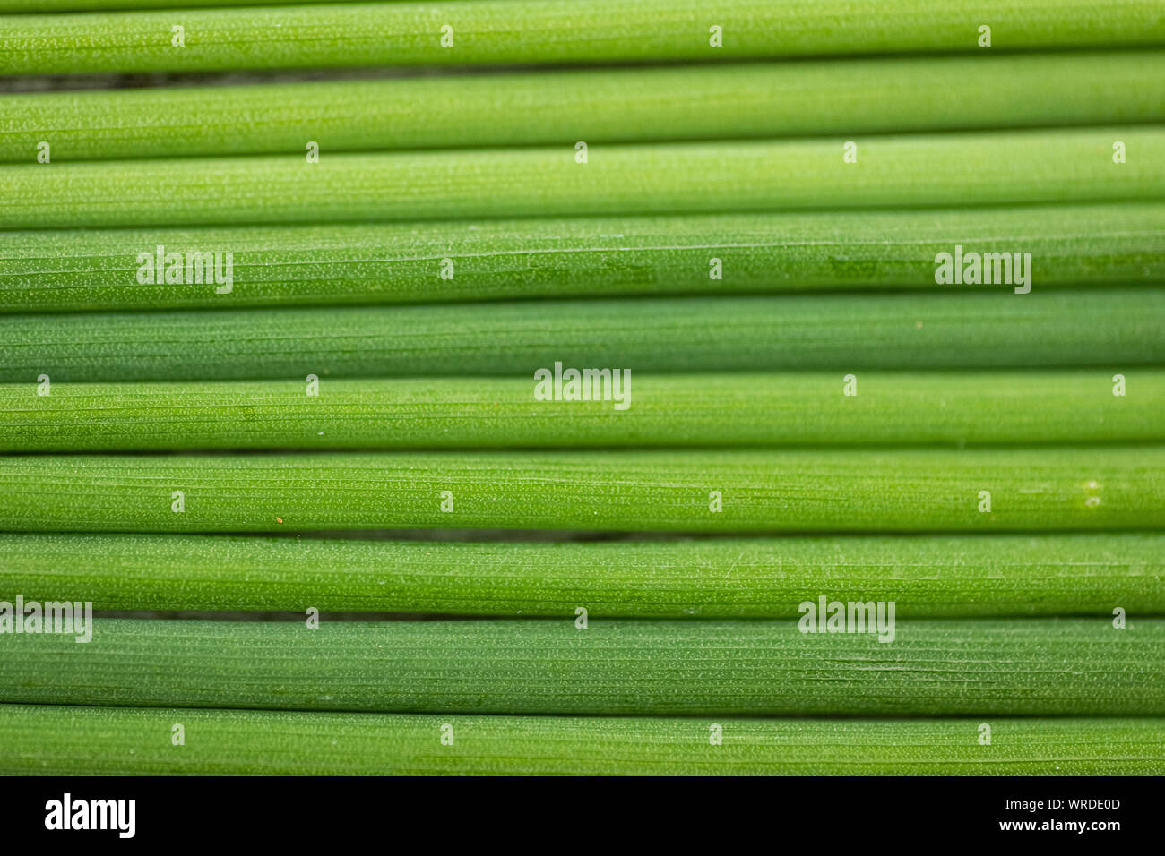 Onion stalks and stems hi-res stock photography and images - Alamy