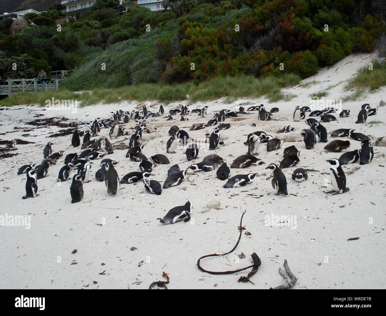 Group penguins hi-res stock photography and images - Alamy