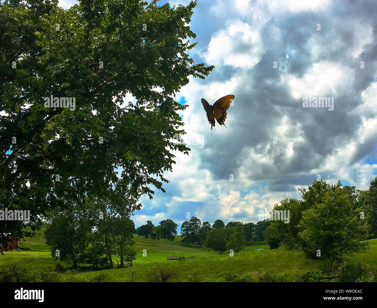 Butterfly flying in the sky hi-res stock photography and images - Alamy