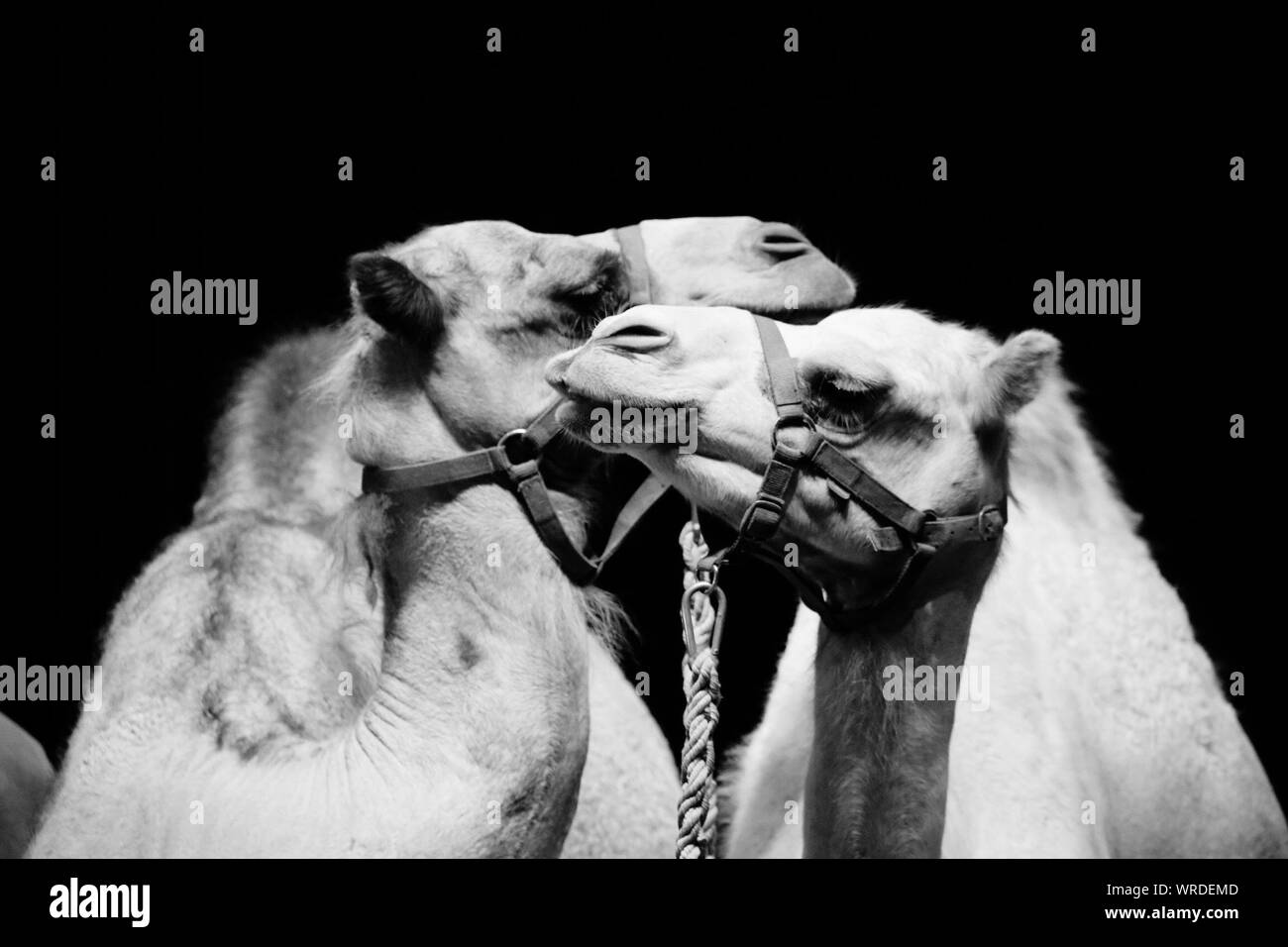 Circus camels hi-res stock photography and images - Alamy