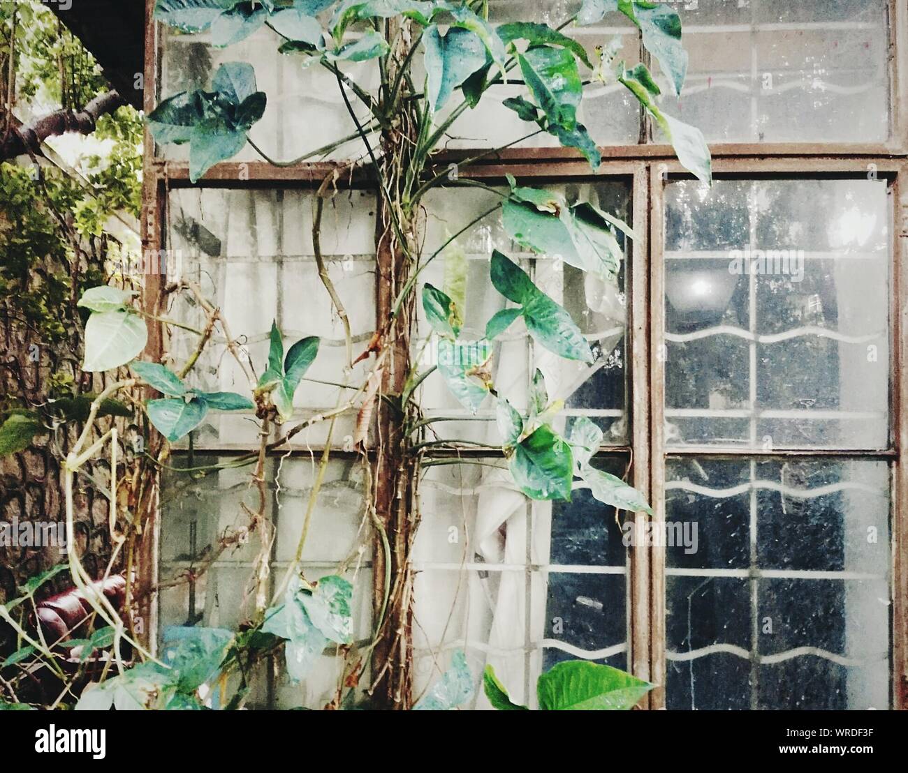Close-up Of Ivy Against Built Structure Stock Photo - Alamy