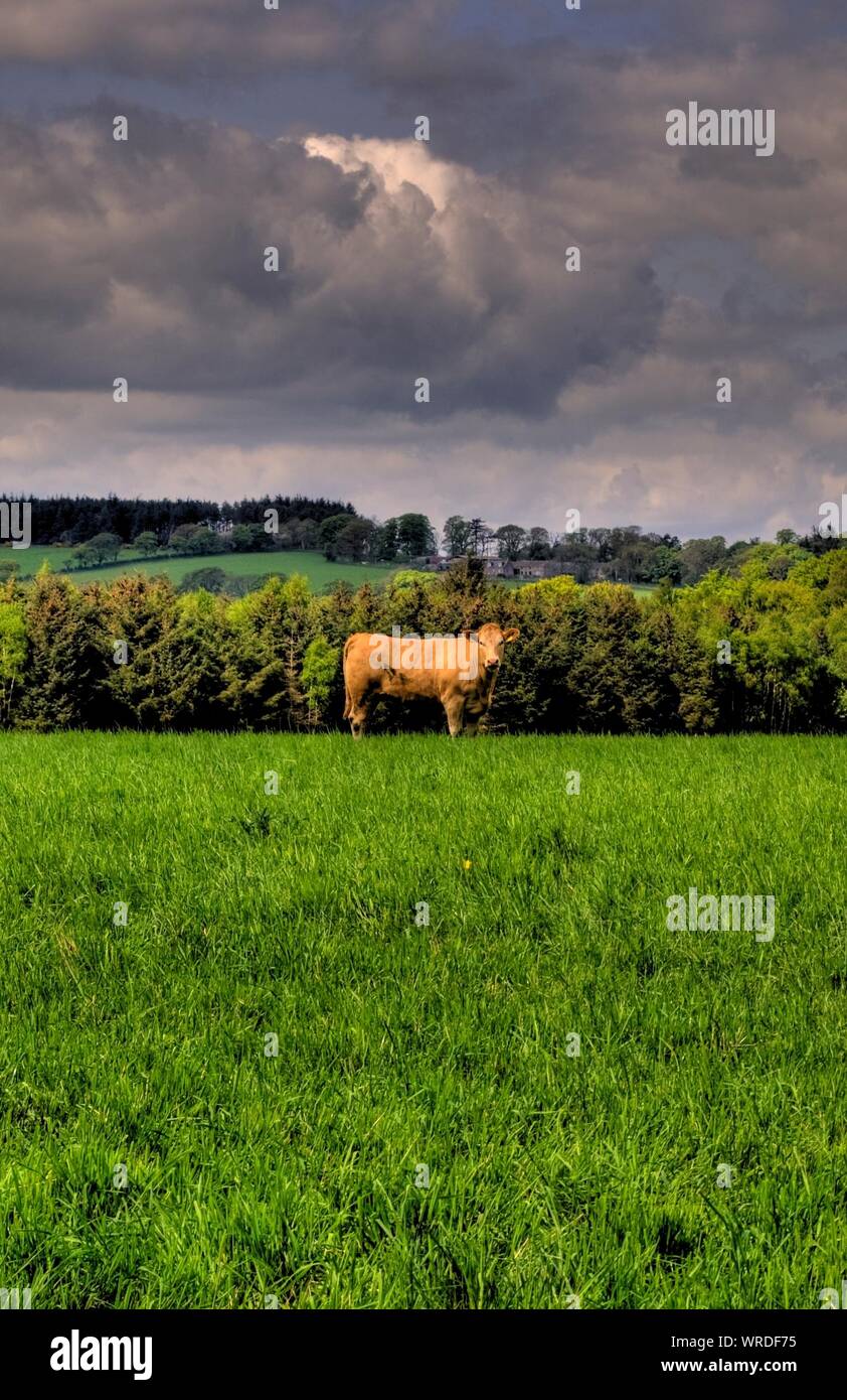 One cow side view on field hi-res stock photography and images - Alamy