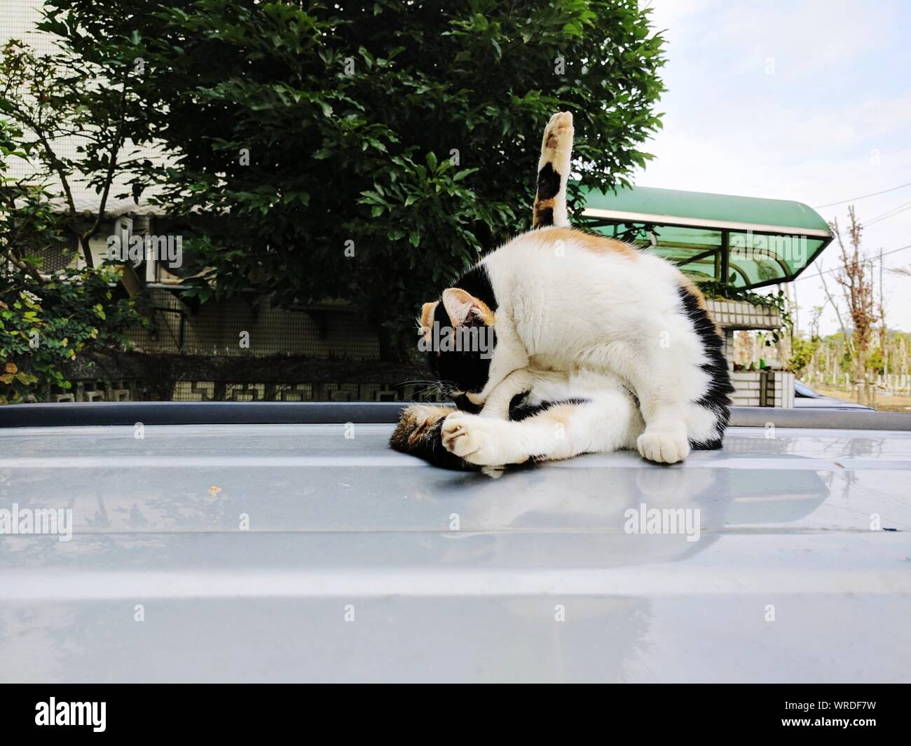 Self cat hi-res stock photography and images - Alamy