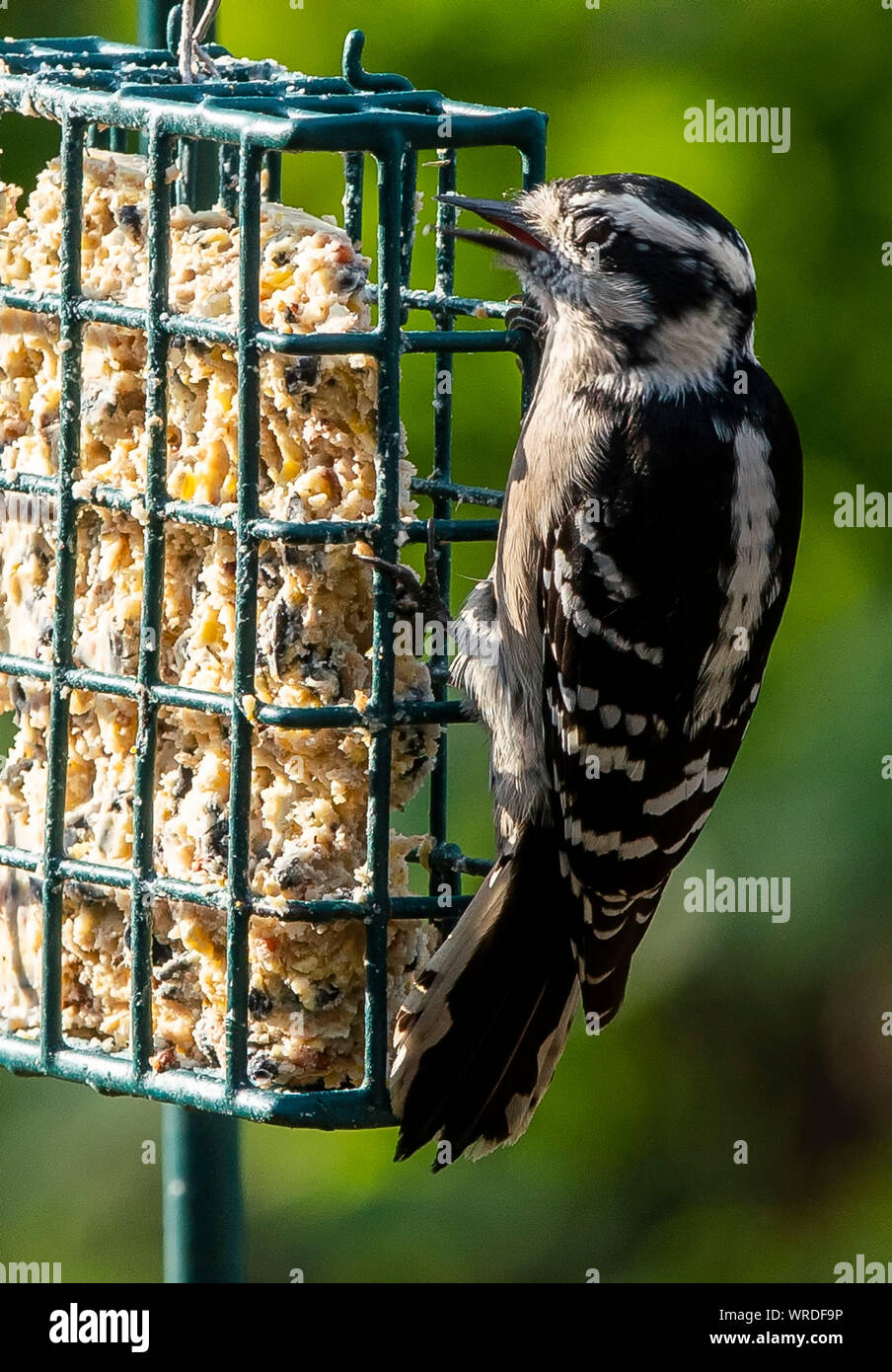 Cagey hi-res stock photography and images - Alamy