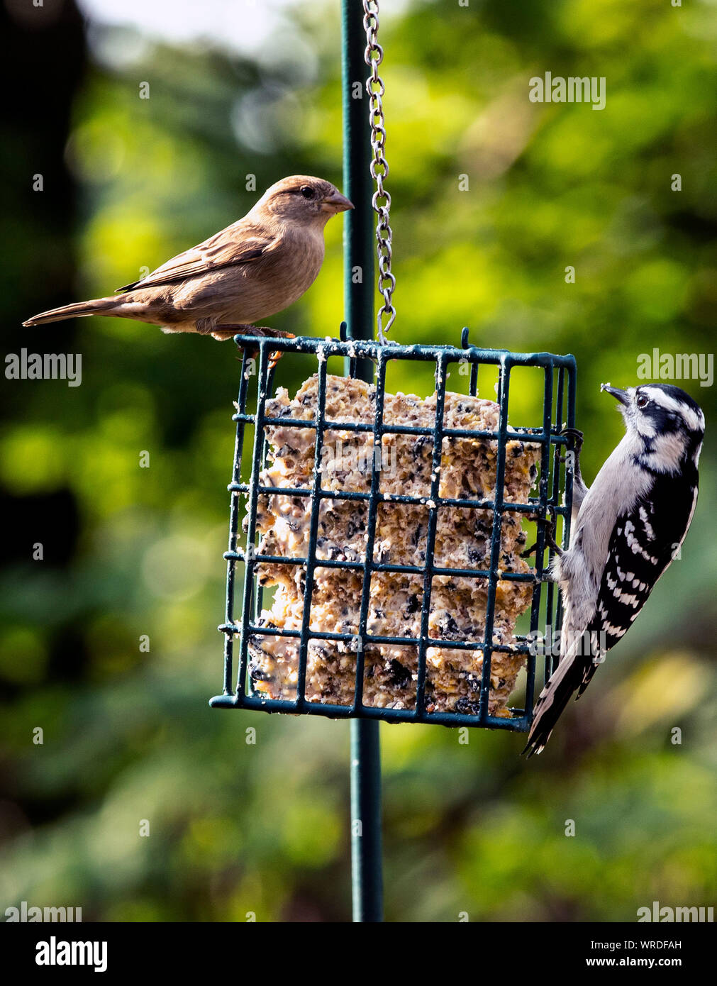 Two kinds hi-res stock photography and images - Alamy