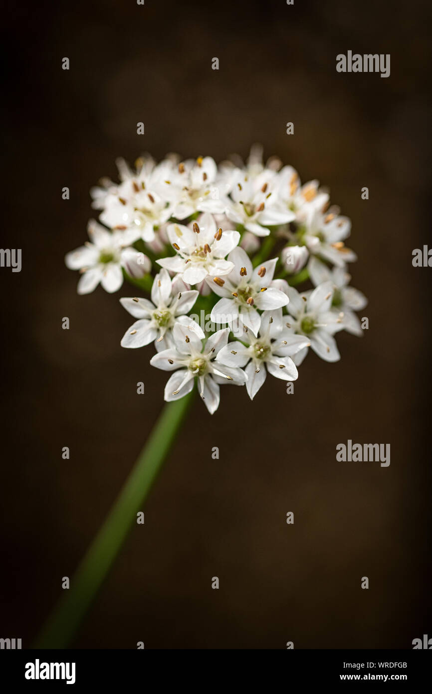 White Chinese Chive flower Stock Photo - Alamy