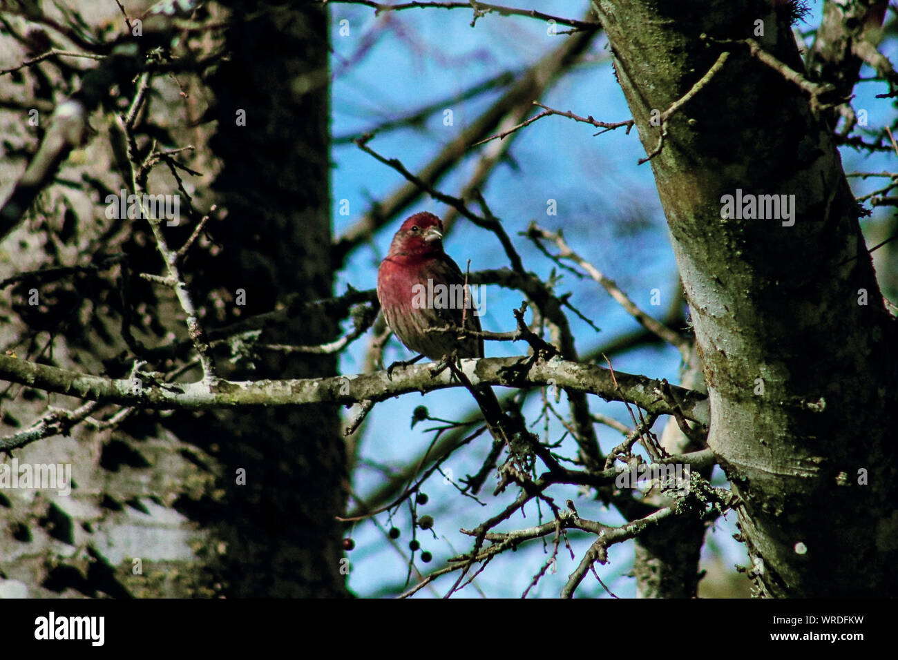 Finch in tree hi-res stock photography and images - Alamy