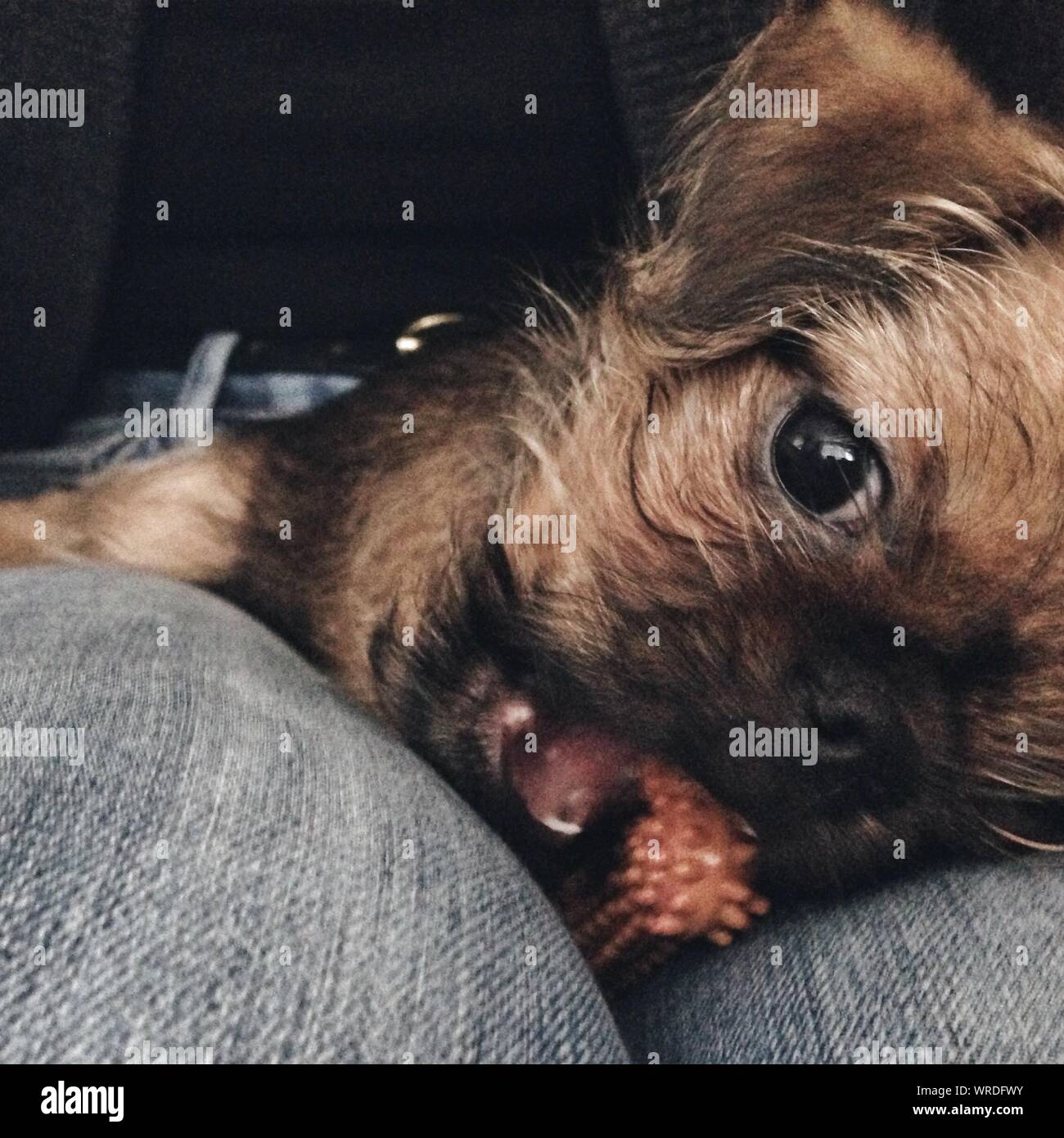 Lap Body Area High Resolution Stock Photography and Images - Alamy