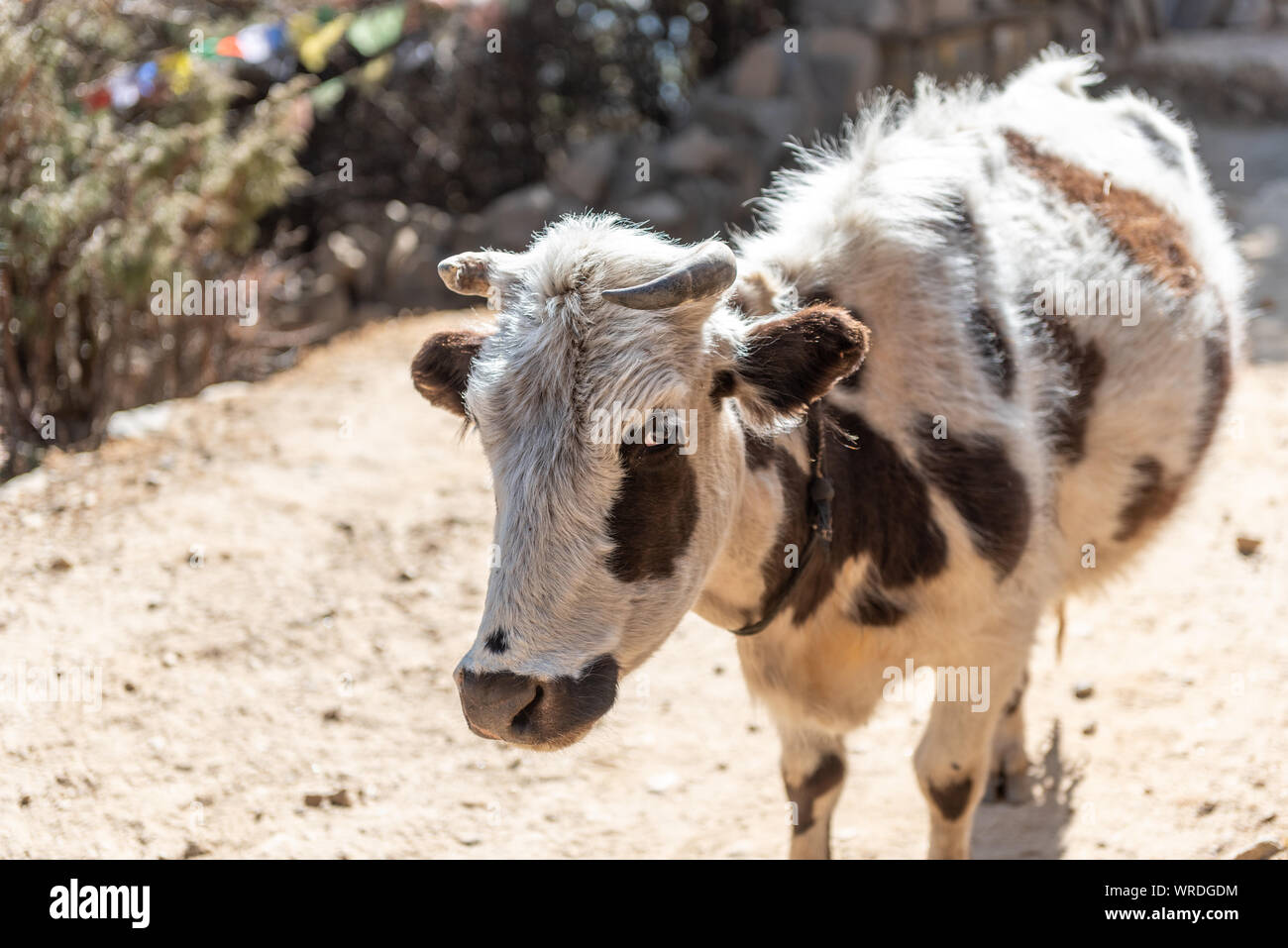 White cow with brown spots Stock Photo - Alamy