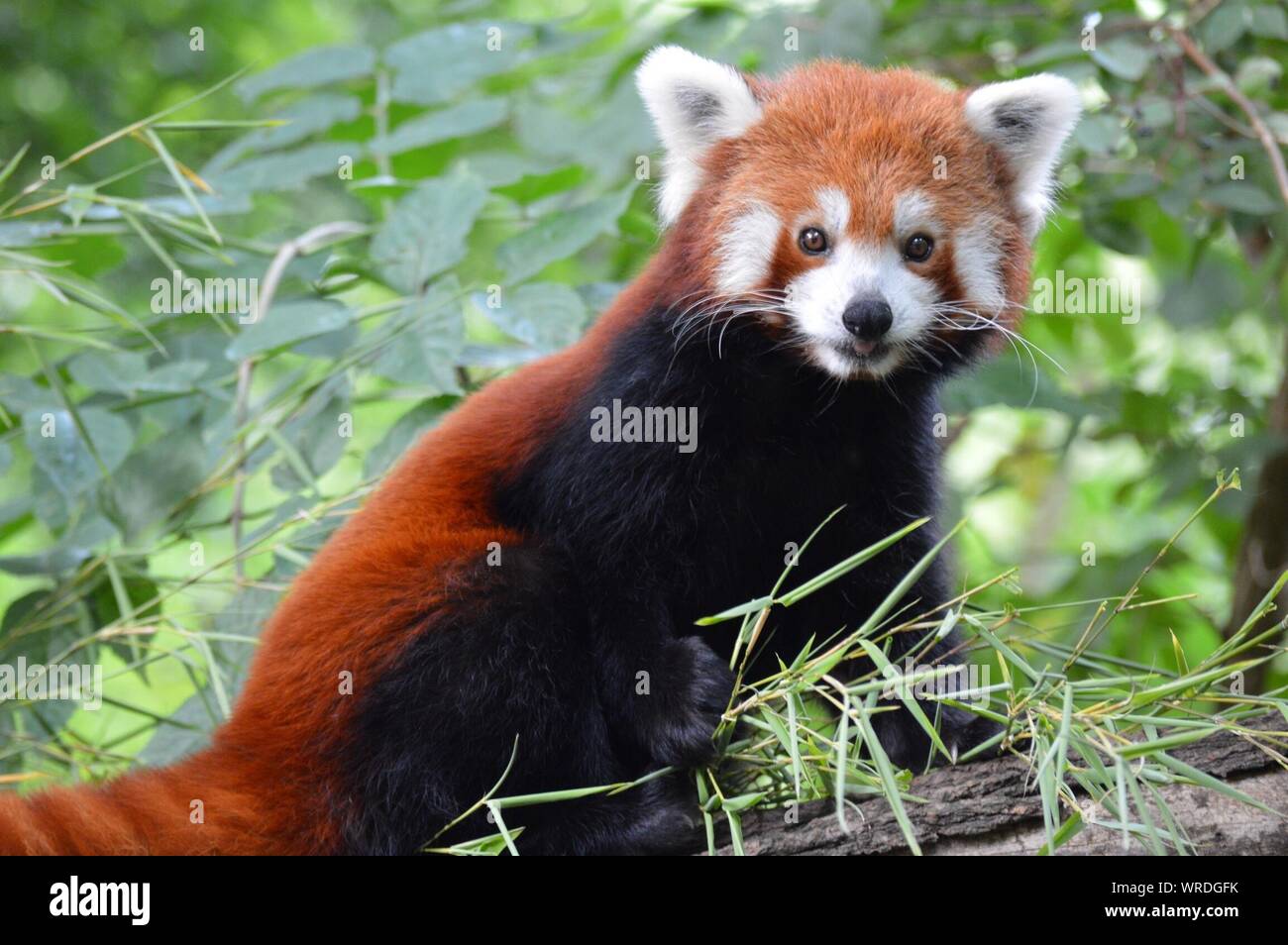 The panda forest hi-res stock photography and images - Alamy
