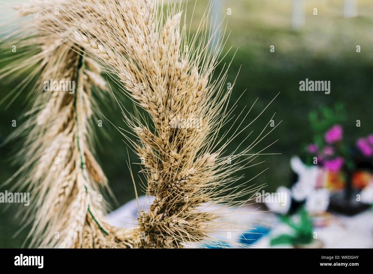 Wheat Plant High Resolution Stock Photography and Images - Alamy