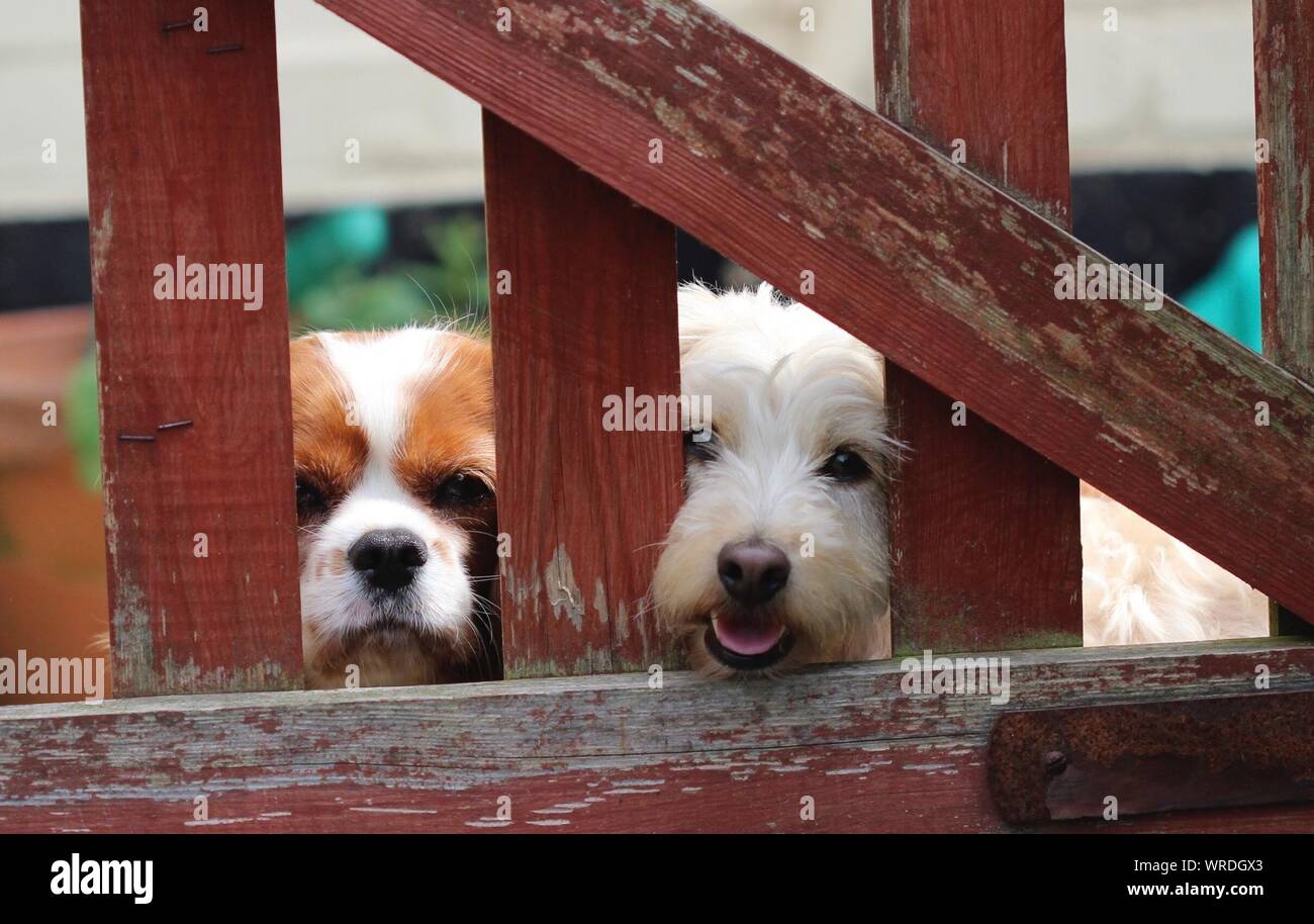 Peeking through fence hi-res stock photography and images - Alamy
