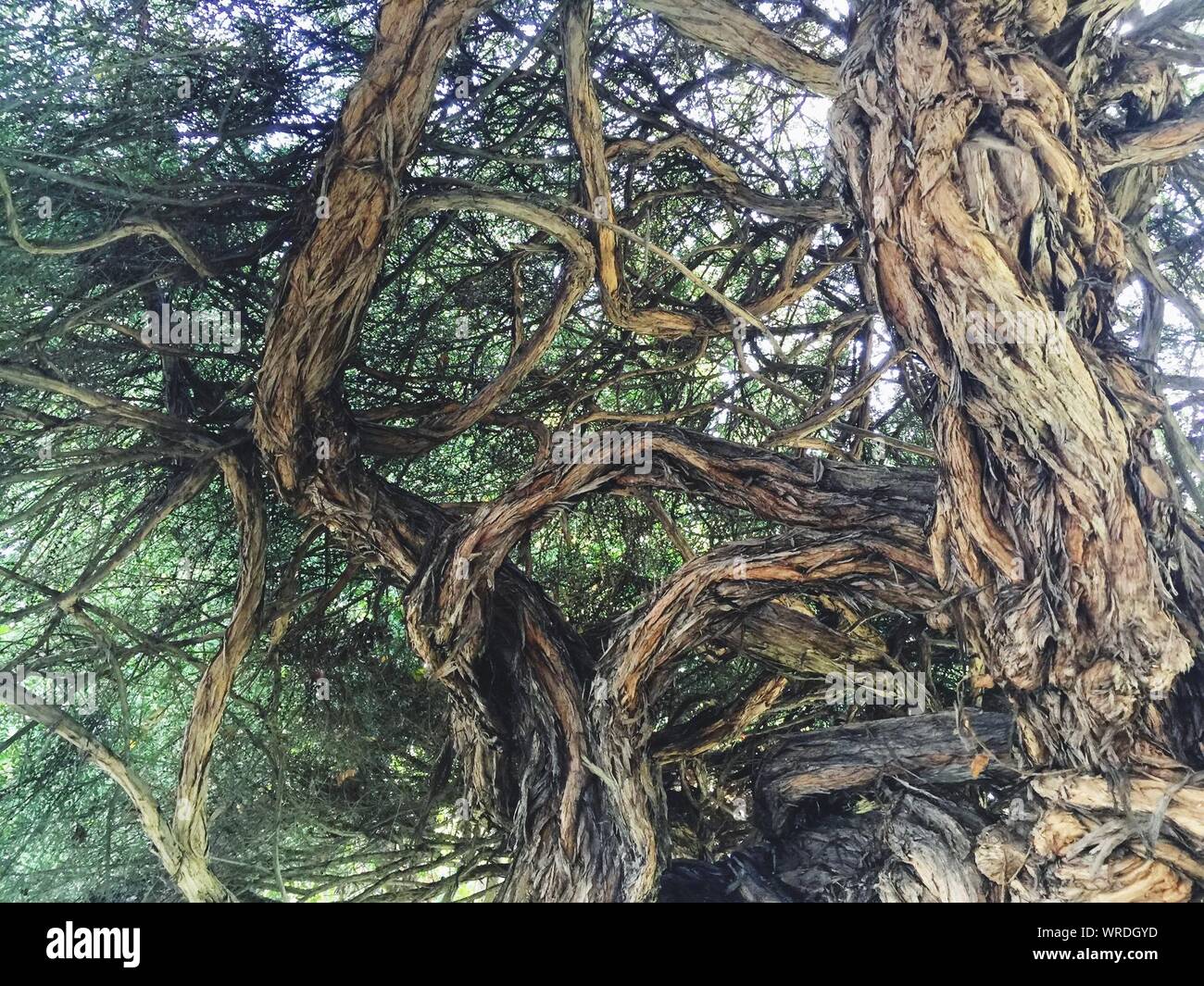 Tangled branches hi-res stock photography and images - Alamy