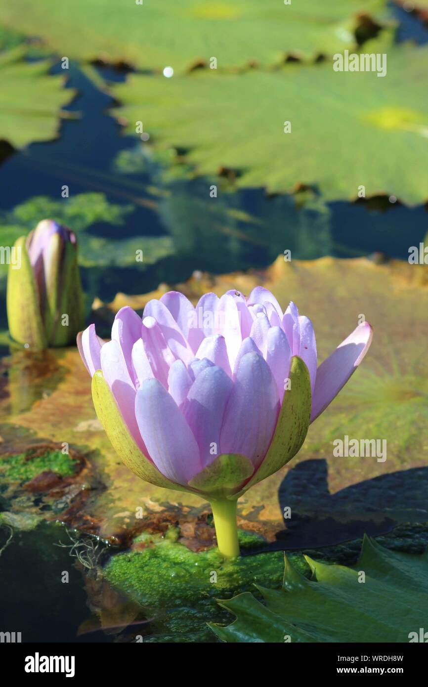 Texas botanical hi-res stock photography and images - Alamy