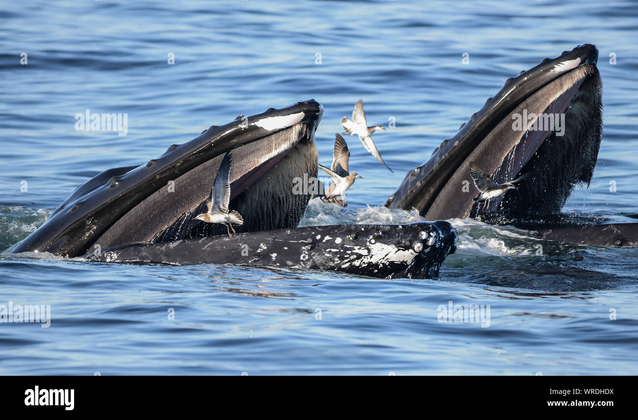Whale birds hi-res stock photography and images - Alamy
