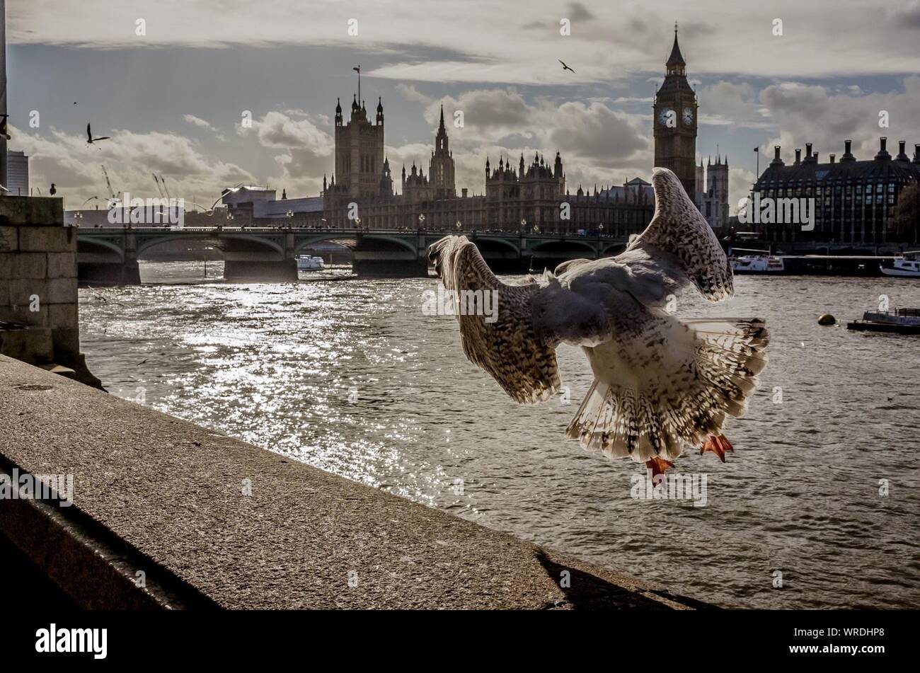 Bird Flying Off Bridge With Big Ben In Background Stock Photo - Alamy