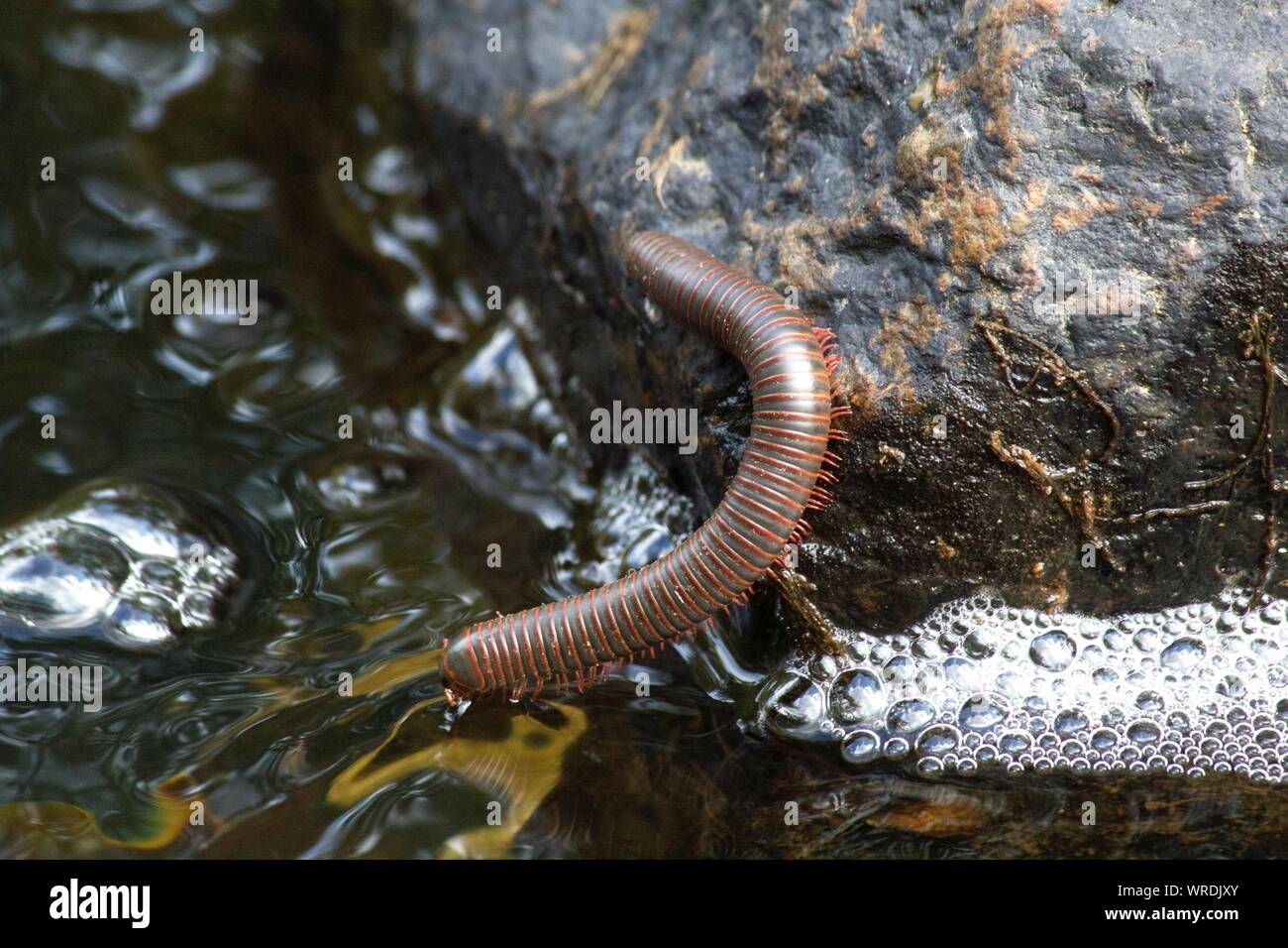 American giant millipede hi-res stock photography and images - Alamy
