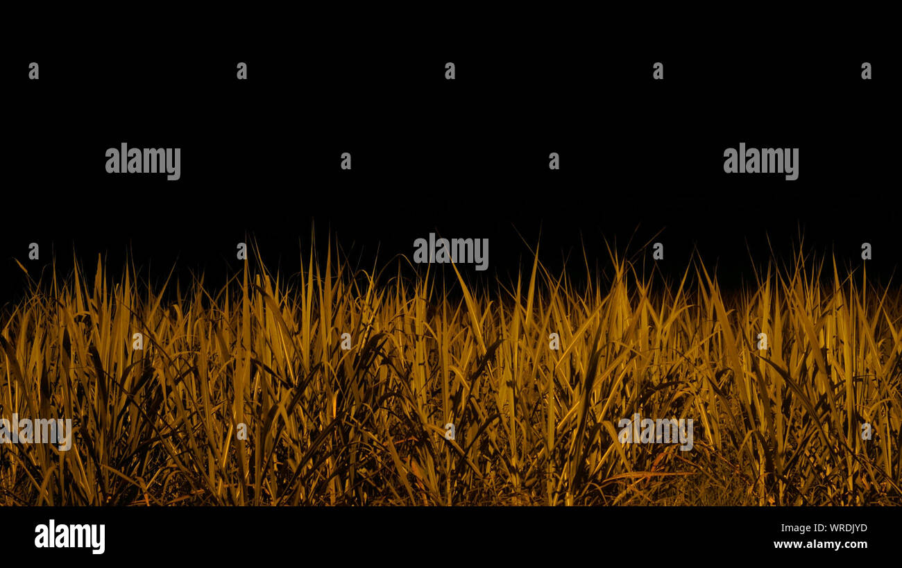 Field night wheat hi-res stock photography and images - Alamy