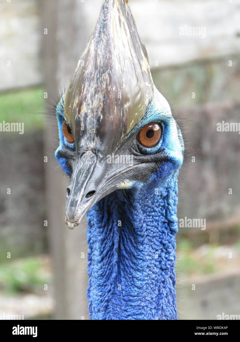 Cassowary Eye High Resolution Stock Photography and Images - Alamy