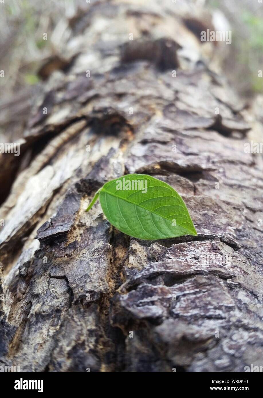 Green leaf tree hi-res stock photography and images - Alamy