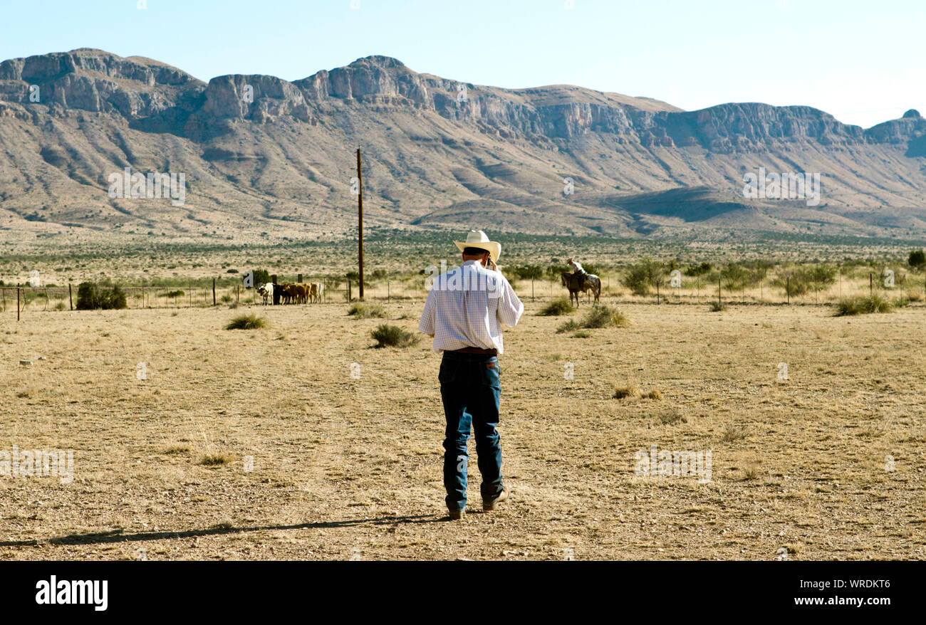 Cattle dealer on the phone on a West Texas ranch Stock Photo - Alamy