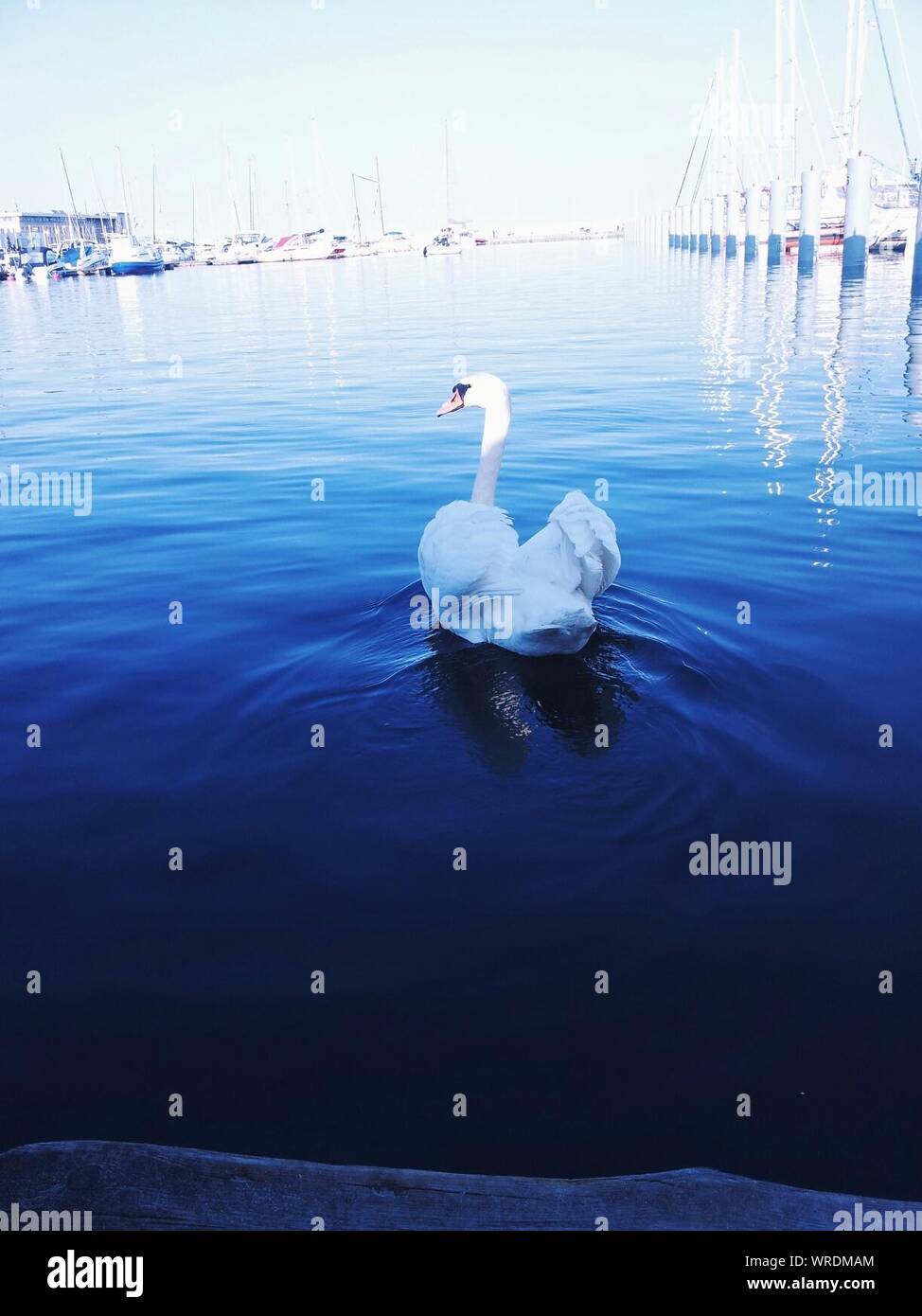 Rear View Of A Swan In Calm Blue Water Stock Photo - Alamy