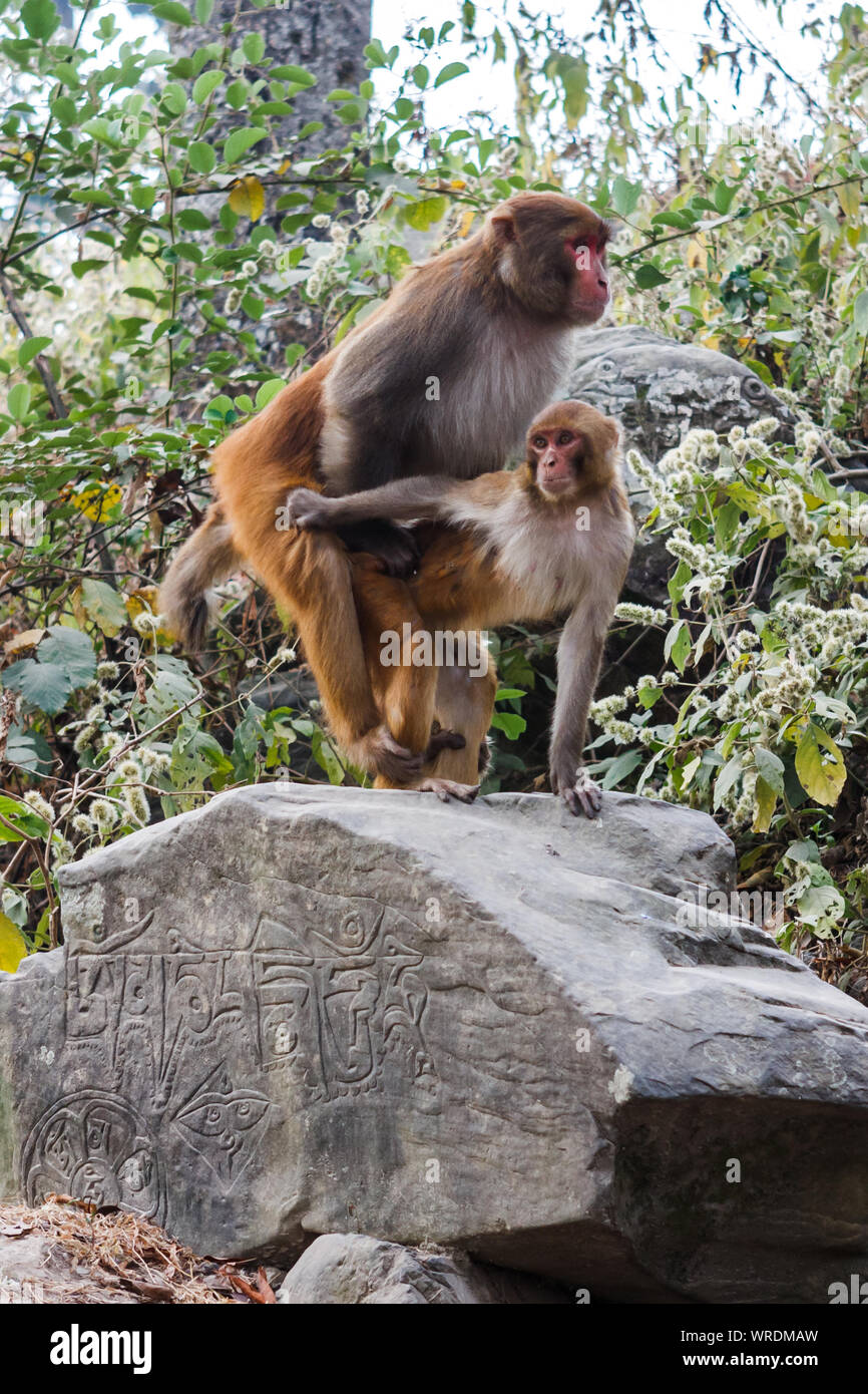 Mating monkeys hi-res stock photography and images - Alamy