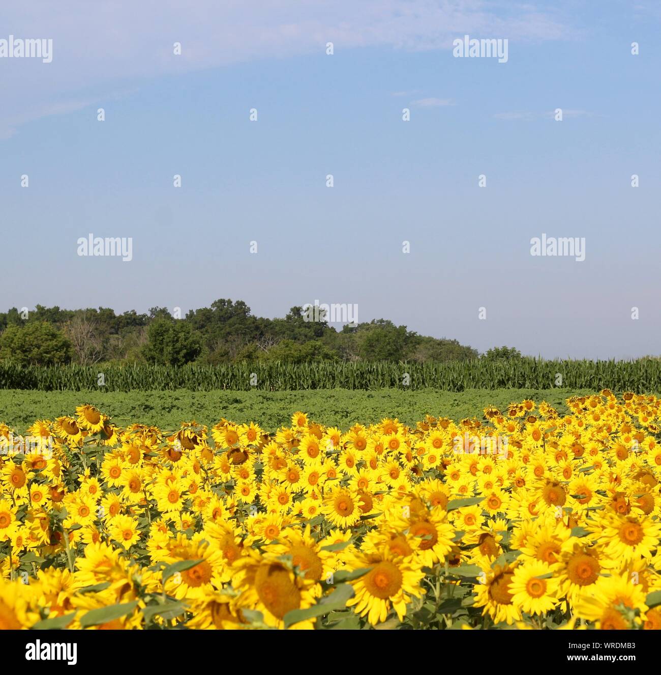 A beautiful sunny day in the sunflower fields in Warren County Ohio ...
