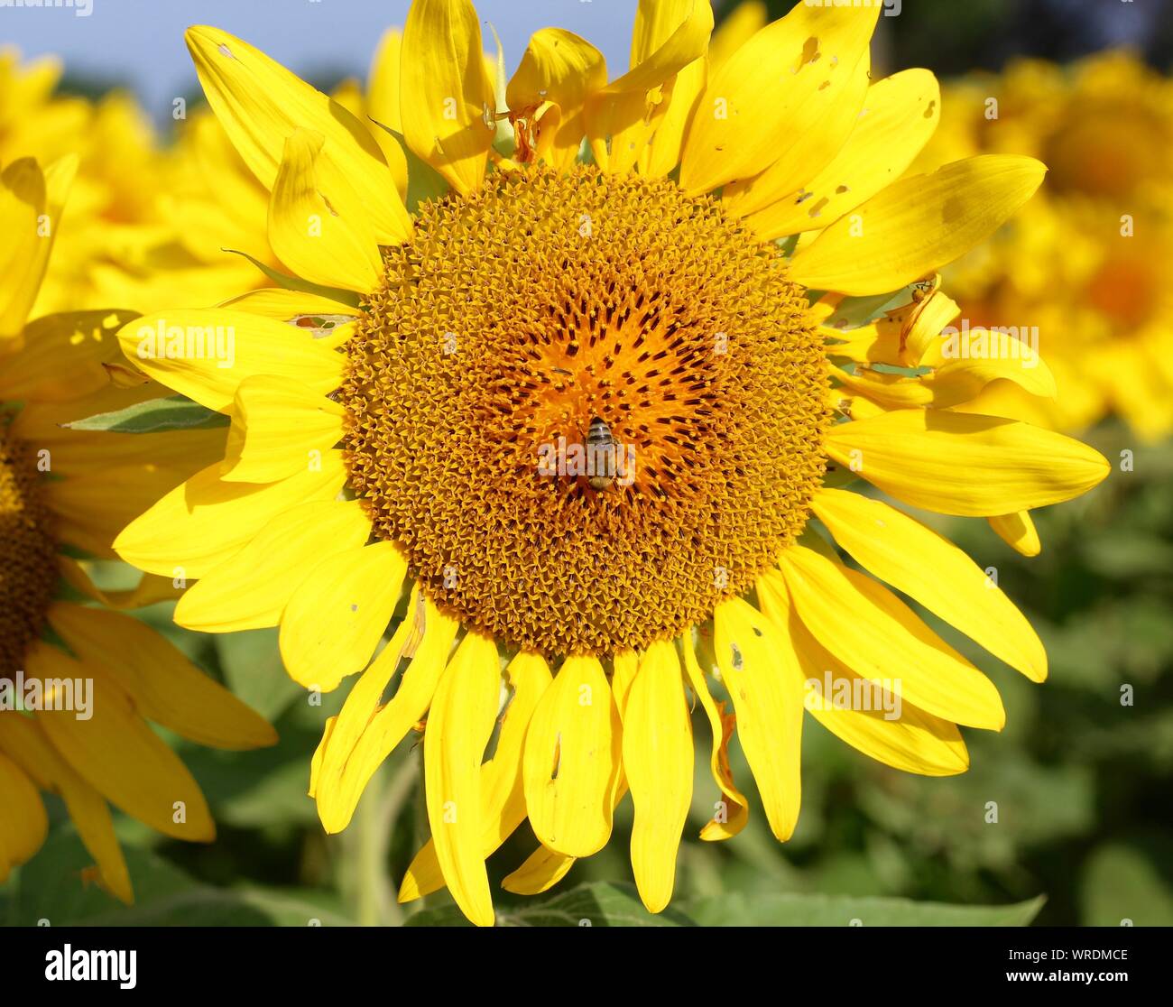 A beautiful sunny day in the sunflower fields in Warren County Ohio ...