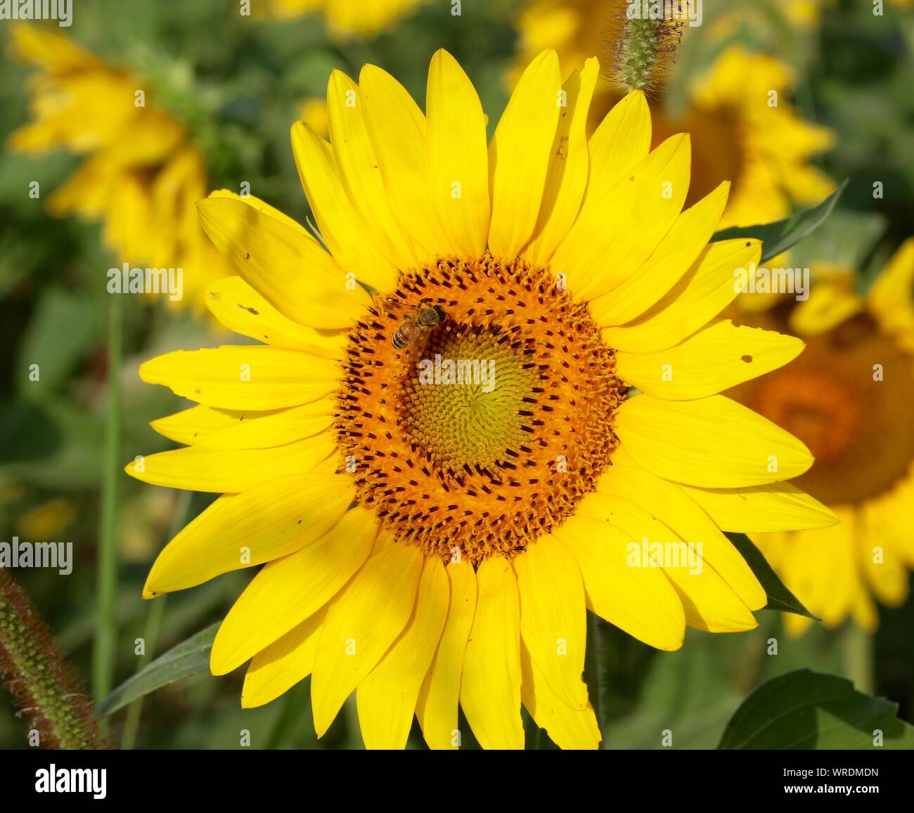 A beautiful sunny day in the sunflower fields in Warren County Ohio ...
