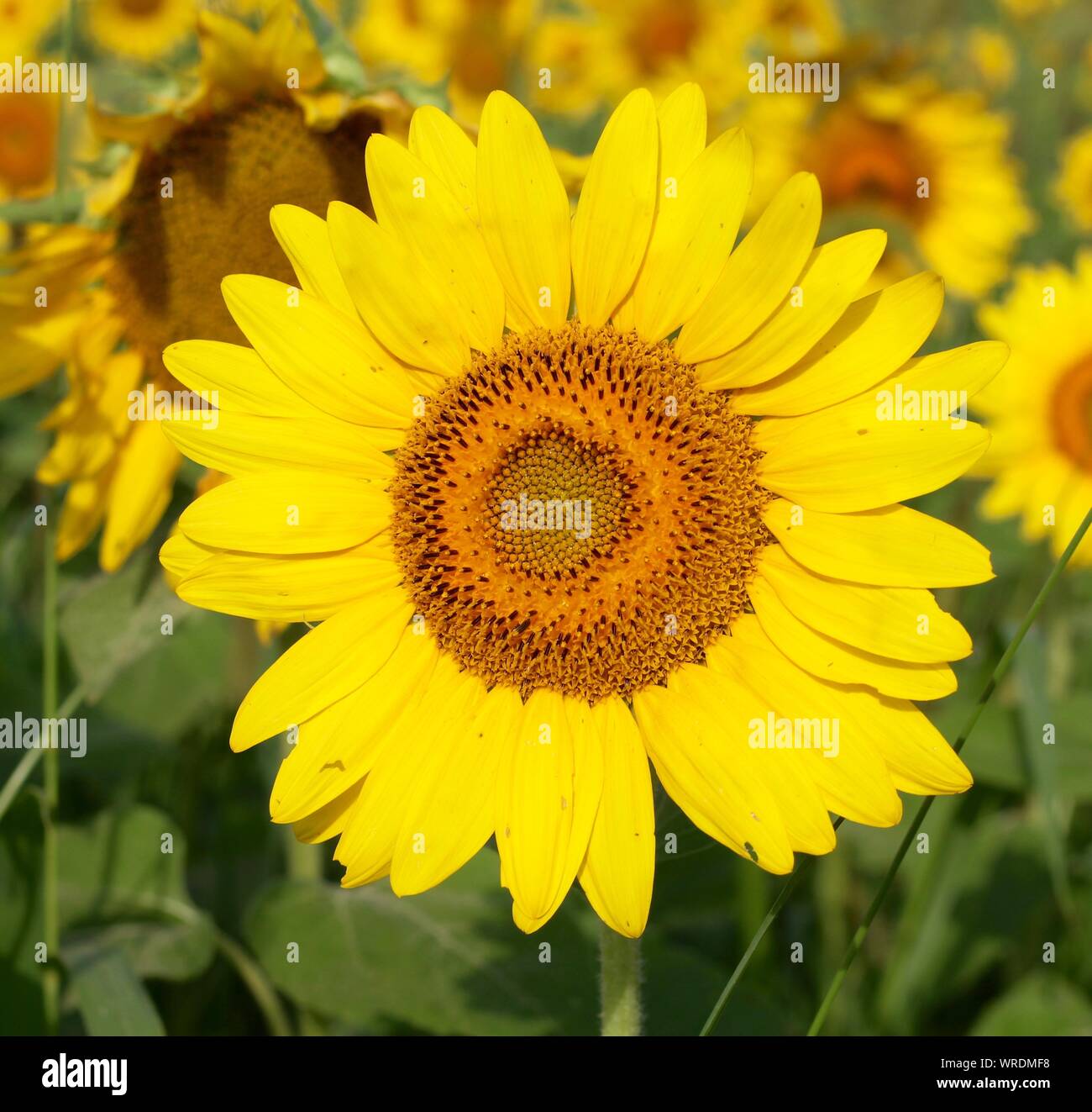 A beautiful sunny day in the sunflower fields in Warren County Ohio ...
