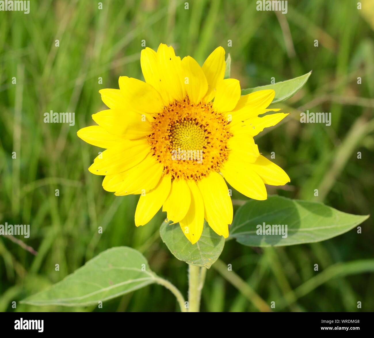 A beautiful sunny day in the sunflower fields in Warren County Ohio ...